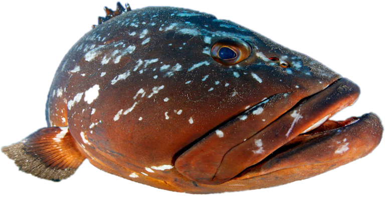 Daily Dives - Anthia Diving Center